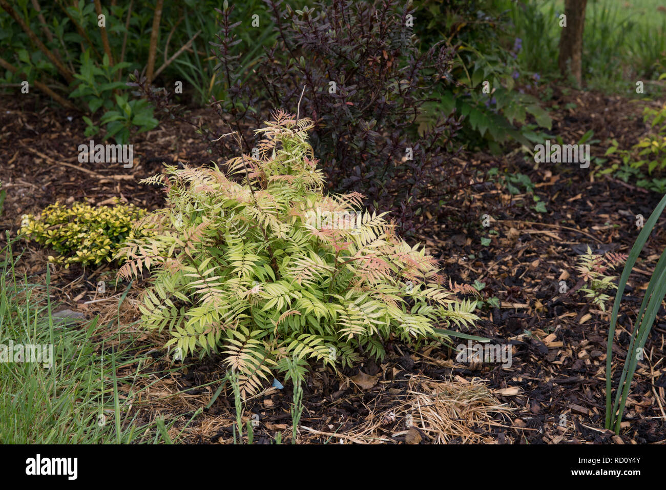 Spring shrub, Sorbia fern sorbifolia Sem. Long delicate leaves tinged ...