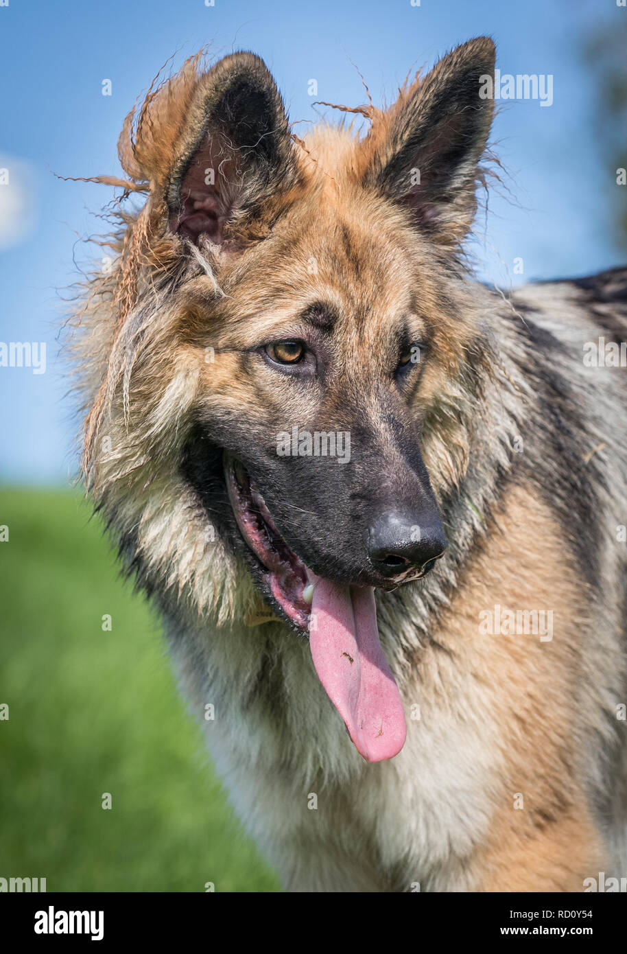Head shot of a big dog, German Shepherd Dog, Alsatian dog panting with ...