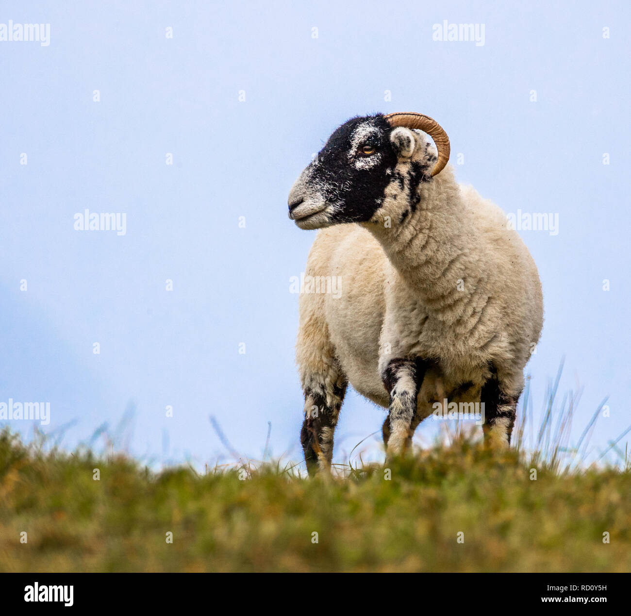 Rugged Swaledale sheep standing in a farmers field on a gloomy day in ...