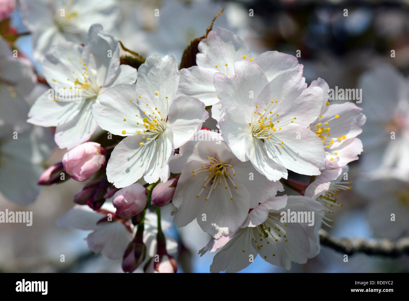 Japanische kirsche hi-res stock photography and images - Alamy