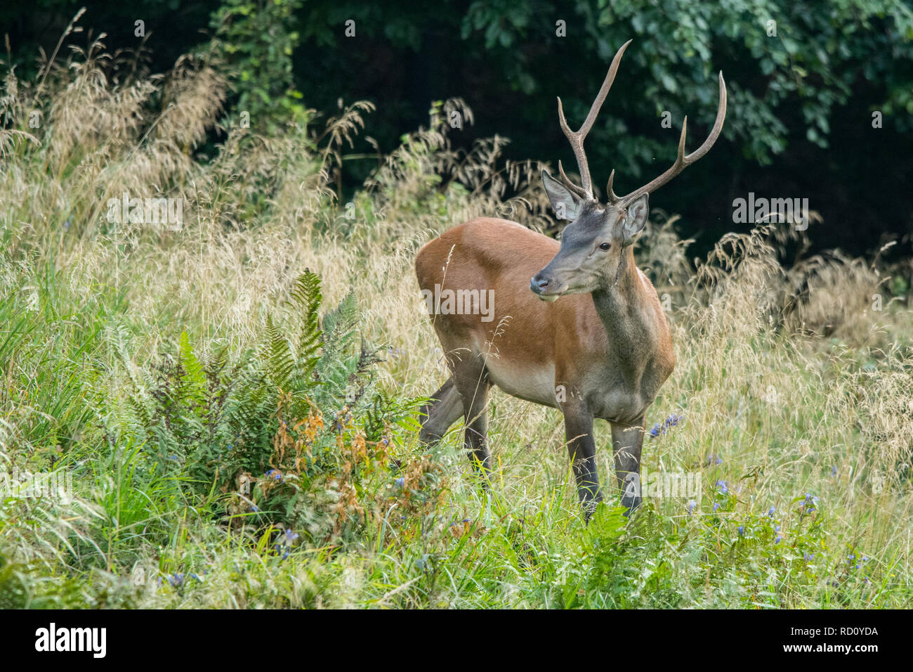 Red deer (Cervus elaphus) in the forest during the rut. Bieszczady ...