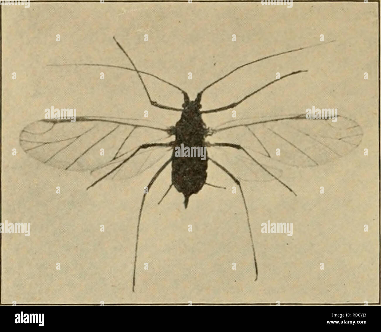 Suborder homoptera hi-res stock photography and images - Alamy