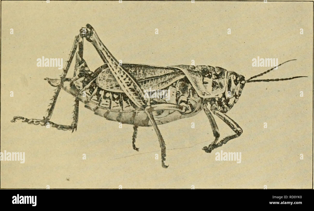 Acridium hi-res stock photography and images - Alamy