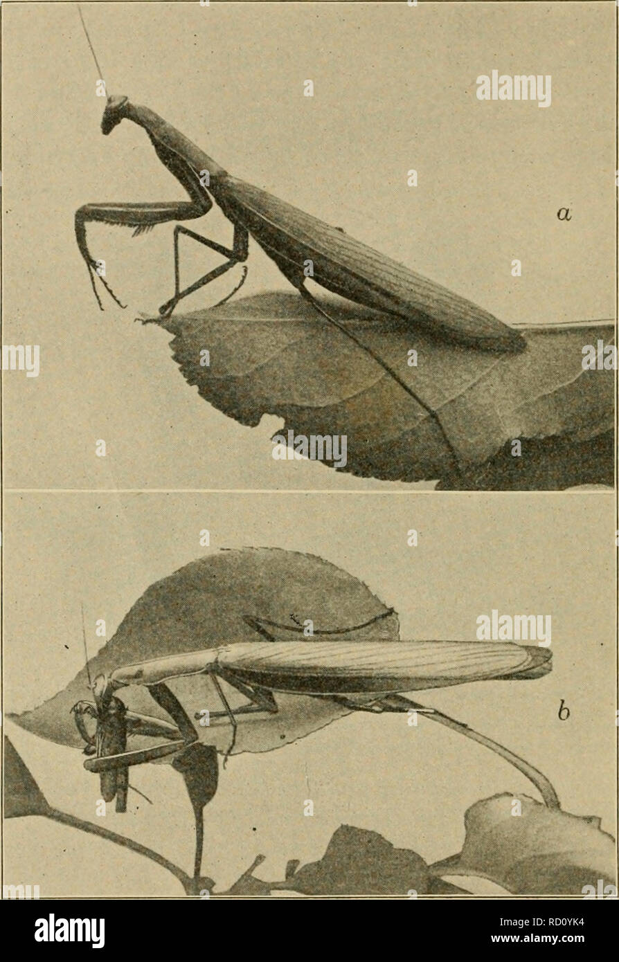 Mantidae feed hi-res stock photography and images - Alamy