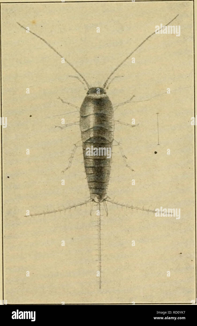 . Elementary entomology. Entomology. CHAPTER VII BRISTLETAILS AND ...