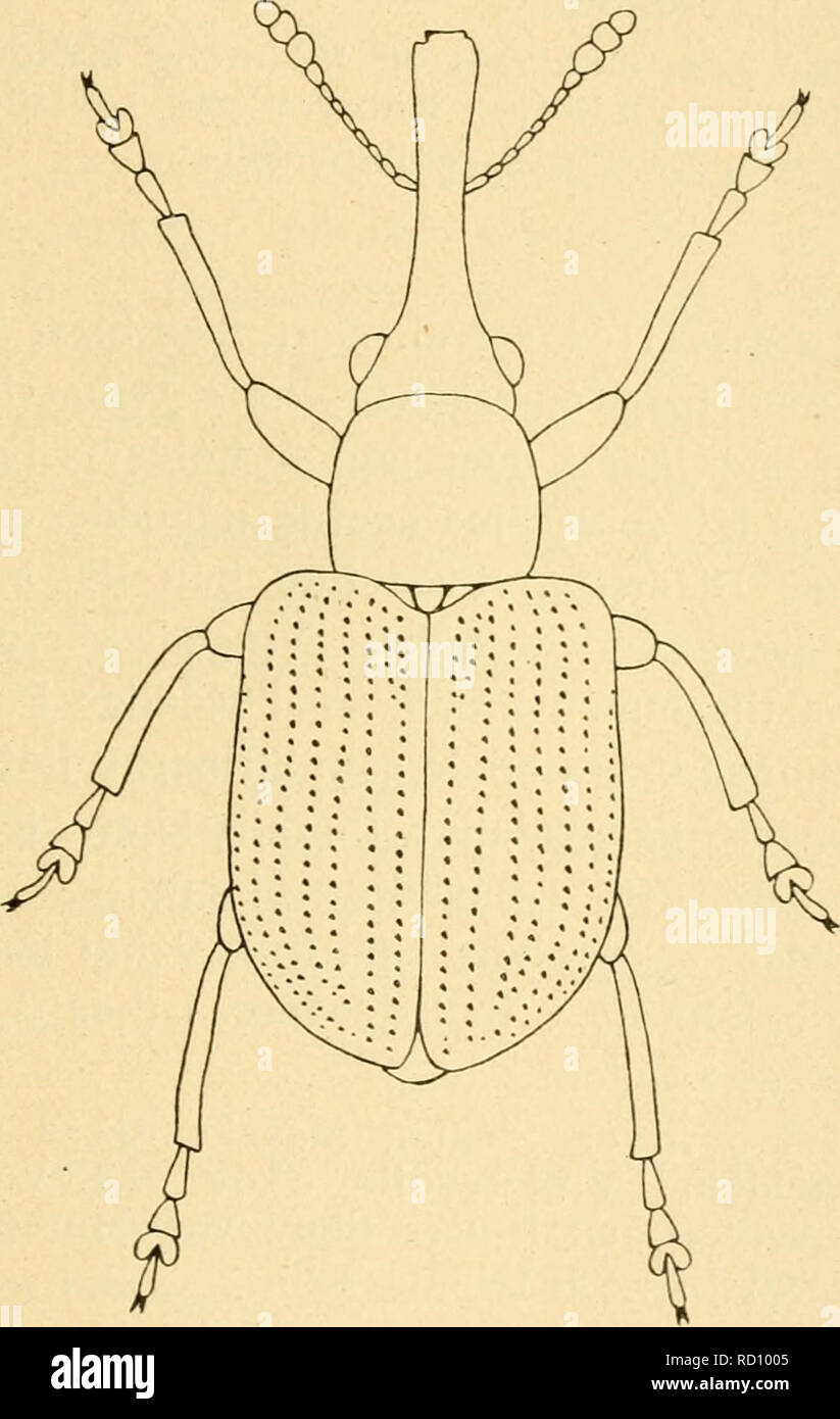 . Danmarks fauna, Biller. Beetles. 313 fint rækkepunkterede ...