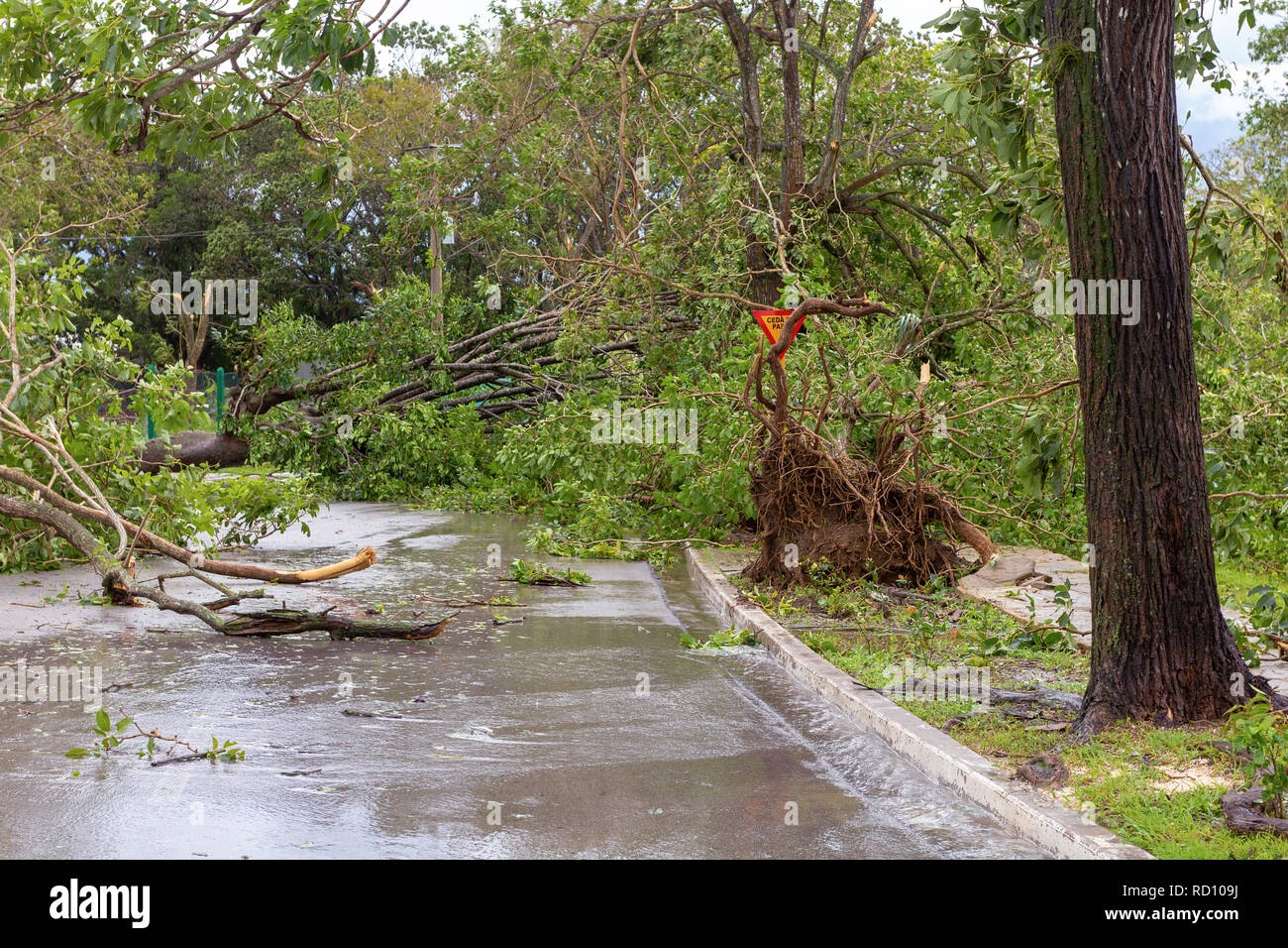 Tree down across road hi-res stock photography and images - Alamy
