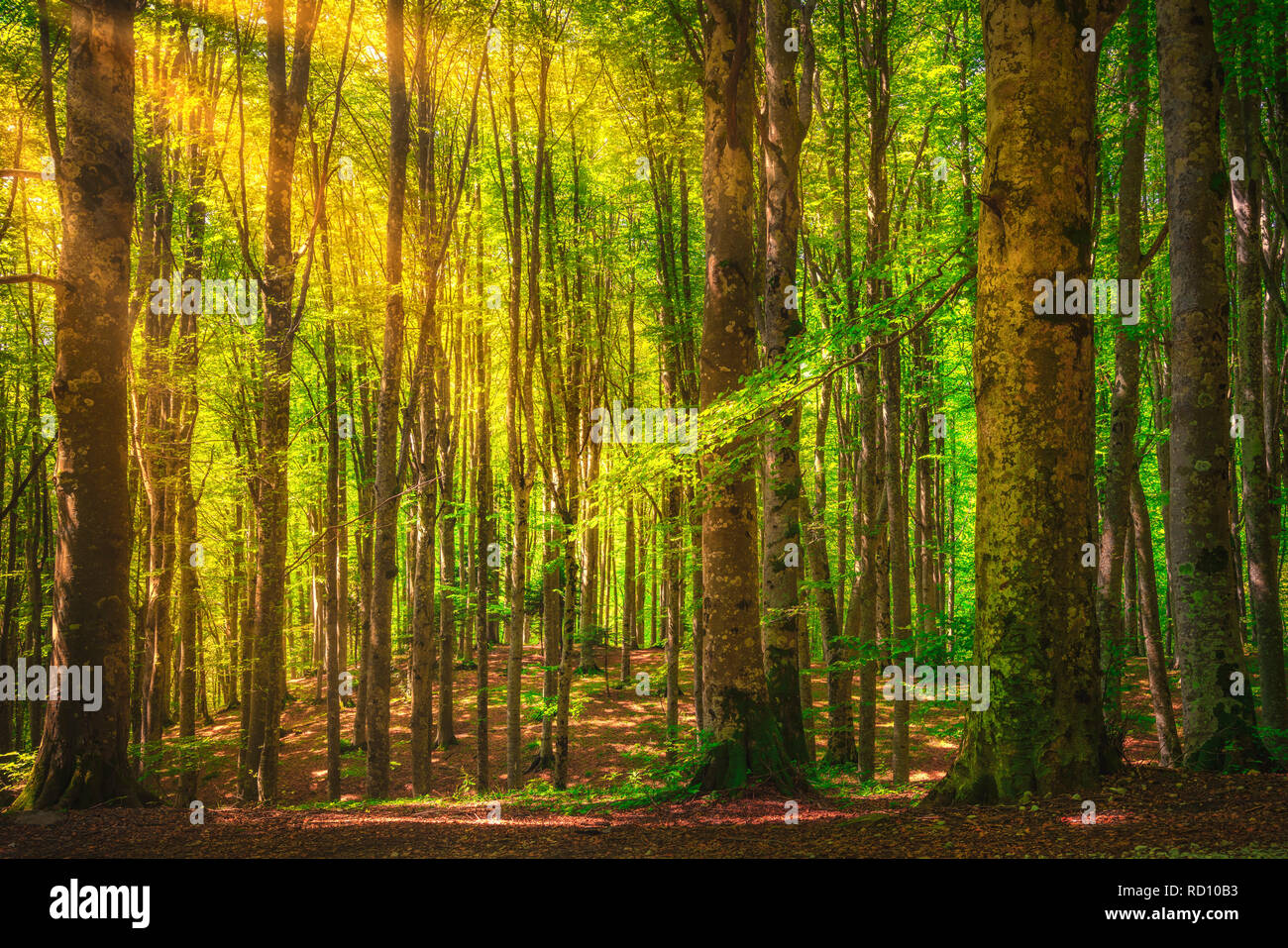 Casentino secular forest. Tree misty woods or beechwood. Tuscany, Italy ...