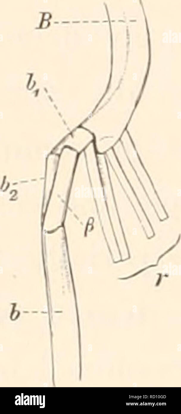 . The Danish Ingolf-Expedition. Scientific expeditions; Arctic Ocean ...