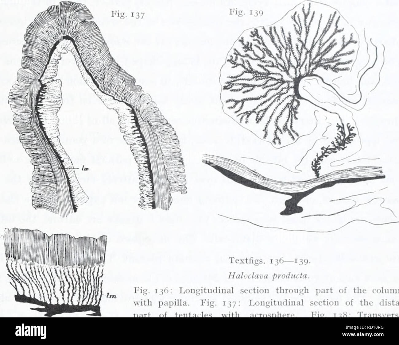 . The Danish Ingolf-expedition. Marine animals -- Arctic regions ...