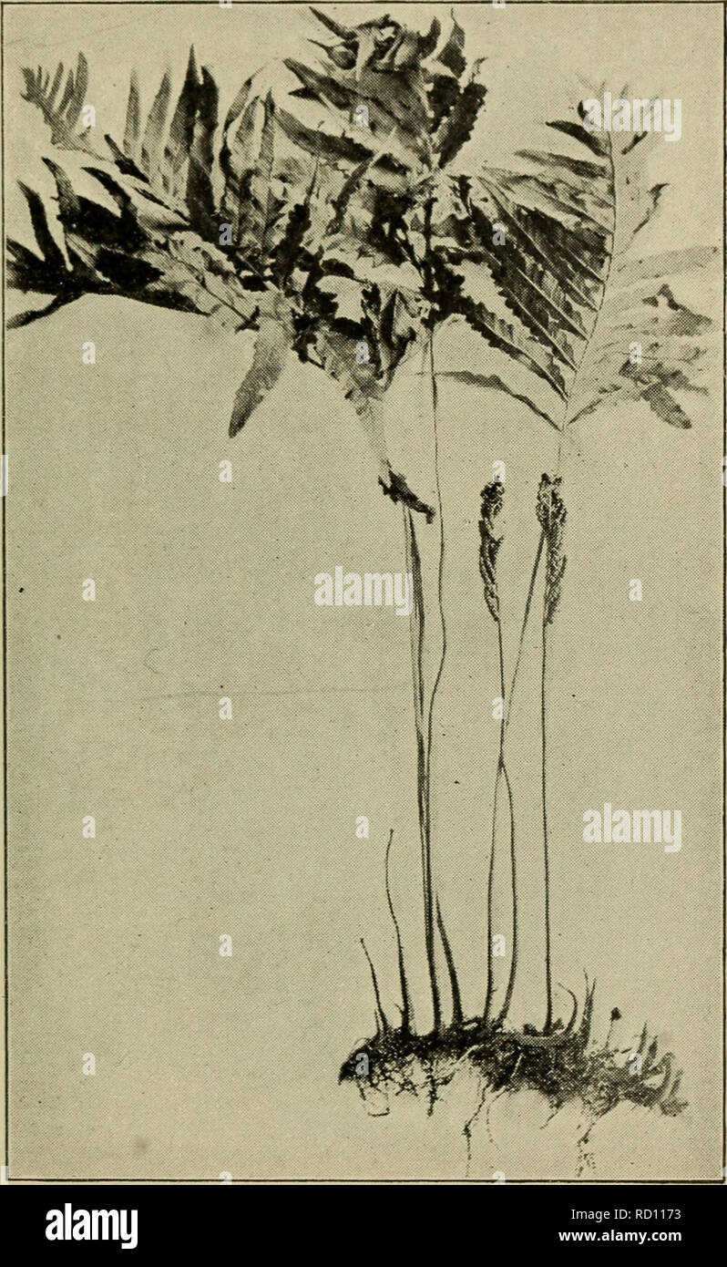 . Elementary botany. Botany. DIMORPHISM OF FERNS. 341 ferns are ...