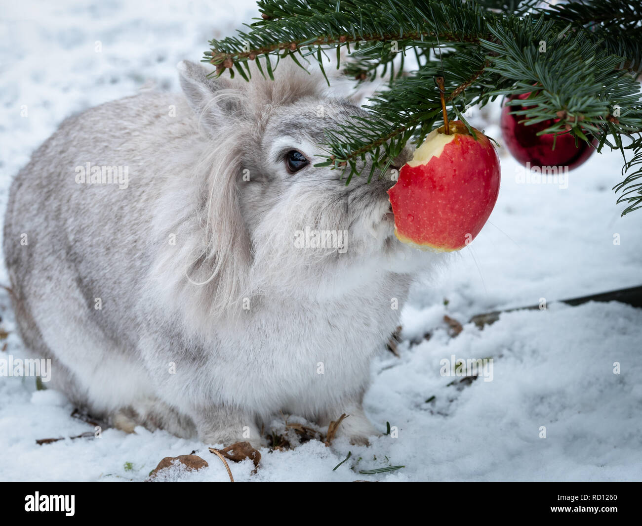 White Rabbit Snow High Resolution Stock Photography and Images - Alamy