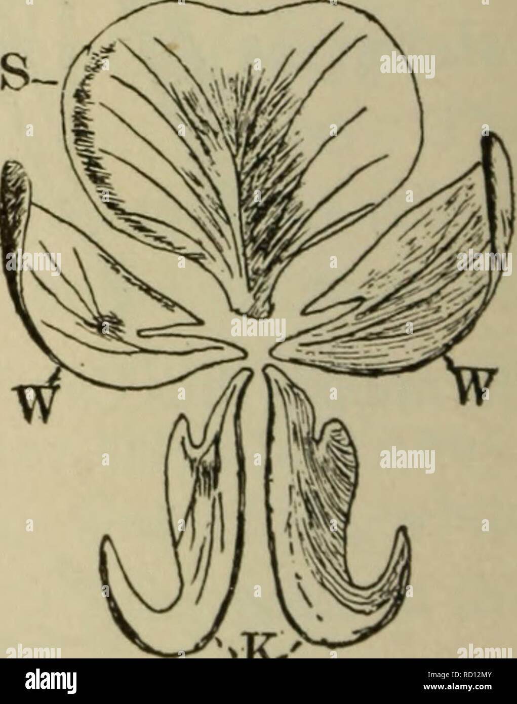 Five separated petals hi-res stock photography and images - Alamy