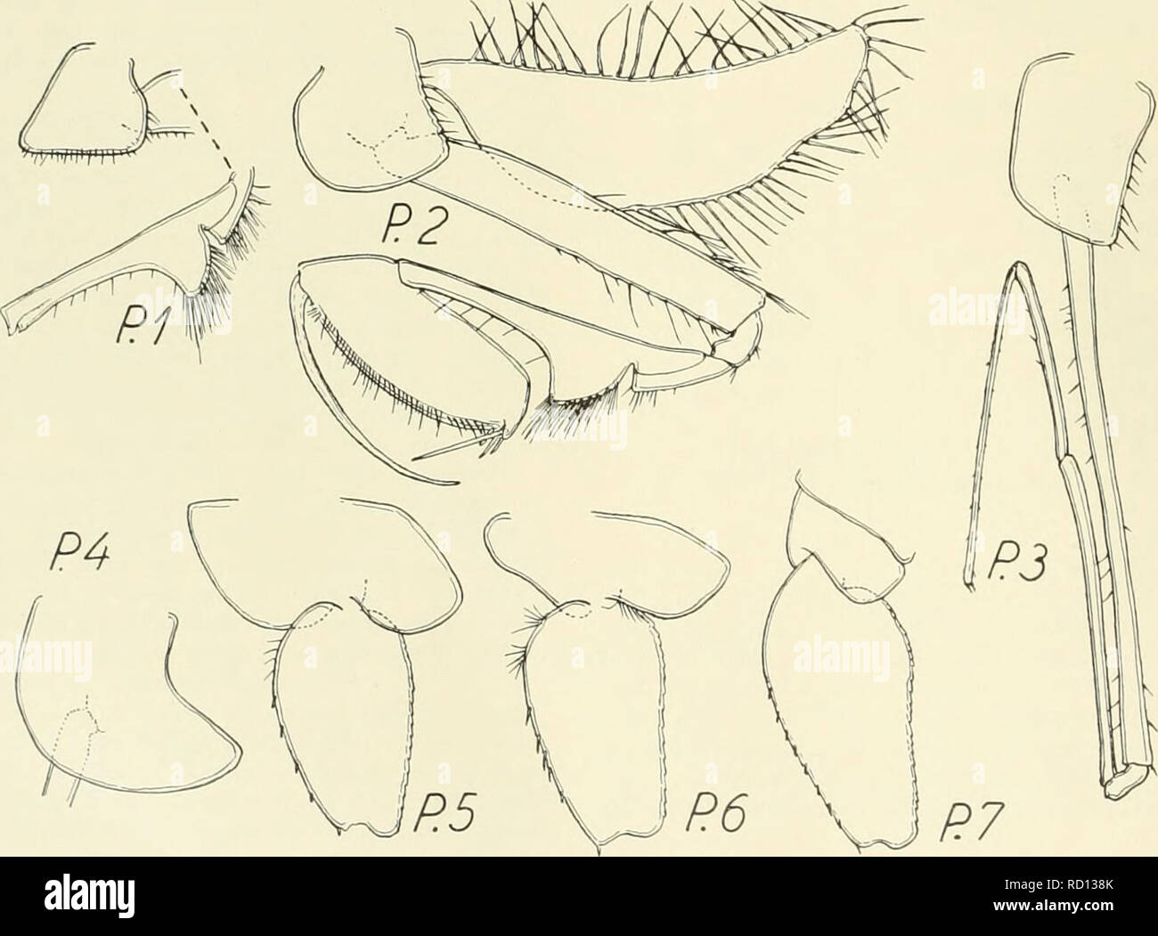 . The Danish Ingolf-expedition. Marine animals -- Arctic regions ...