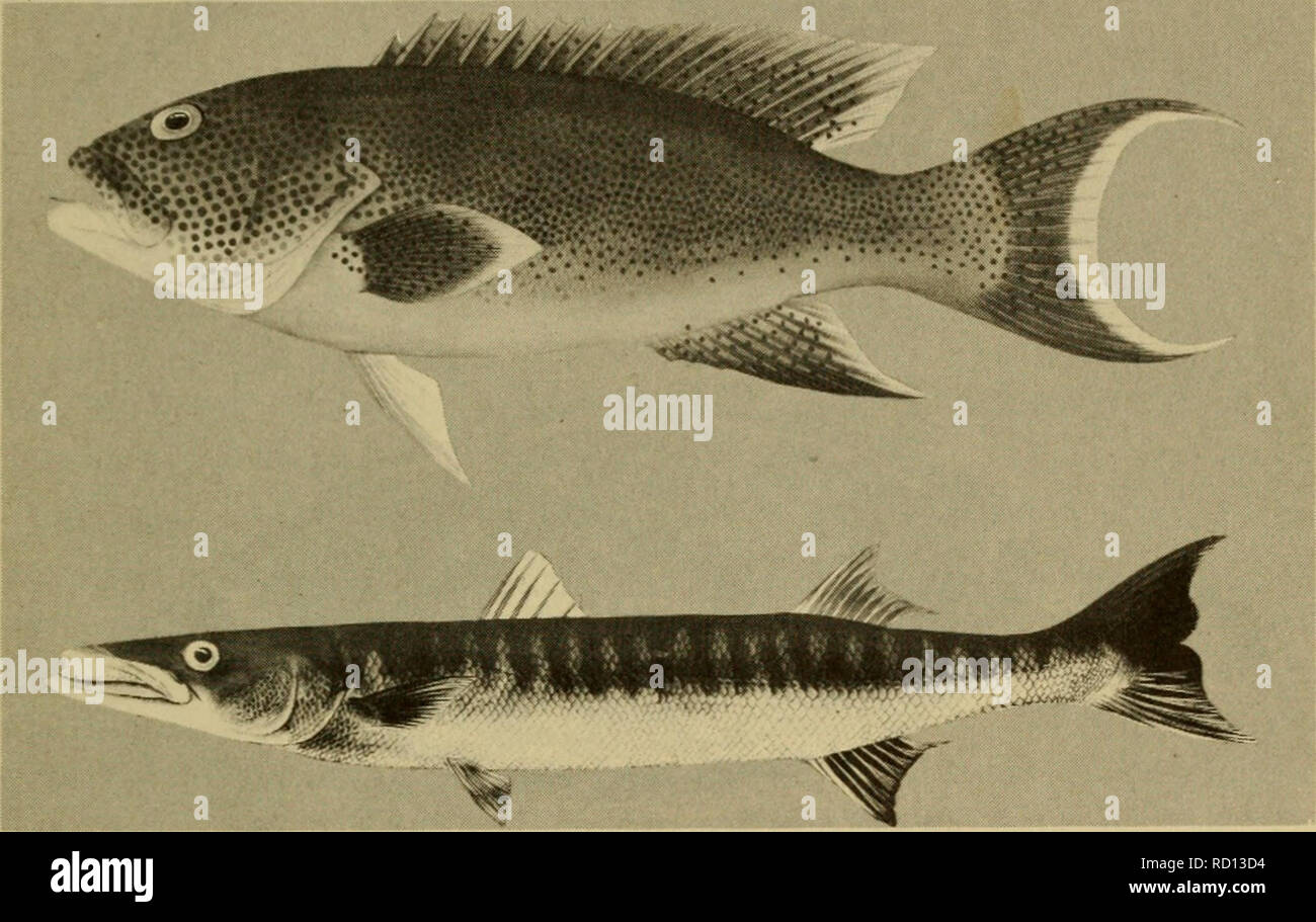 . Dangerous marine animals. Marine animals. MARINE ANIMALS THAT ARE ...