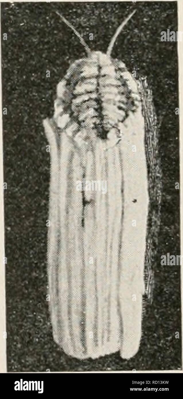 Ventral leaf surface hi-res stock photography and images - Alamy