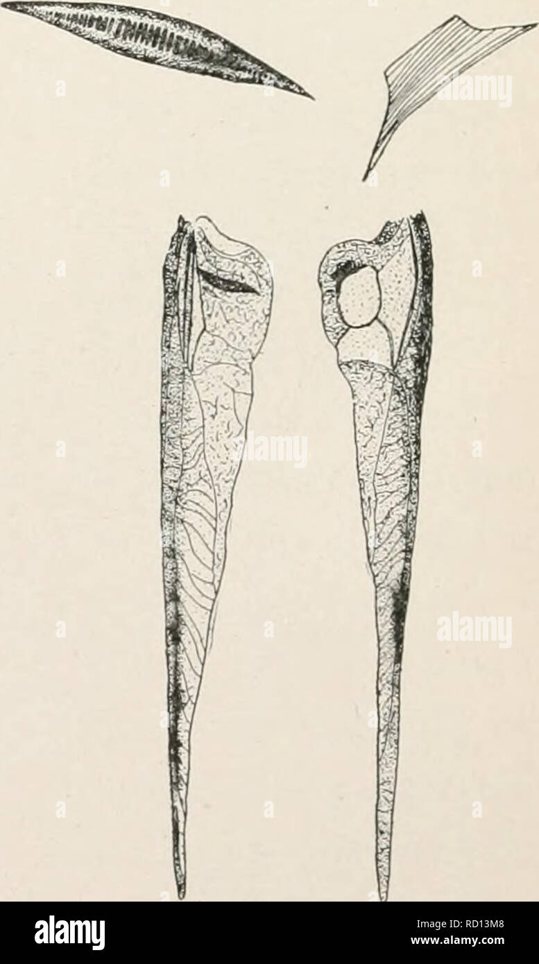 Tympanal hi-res stock photography and images - Alamy