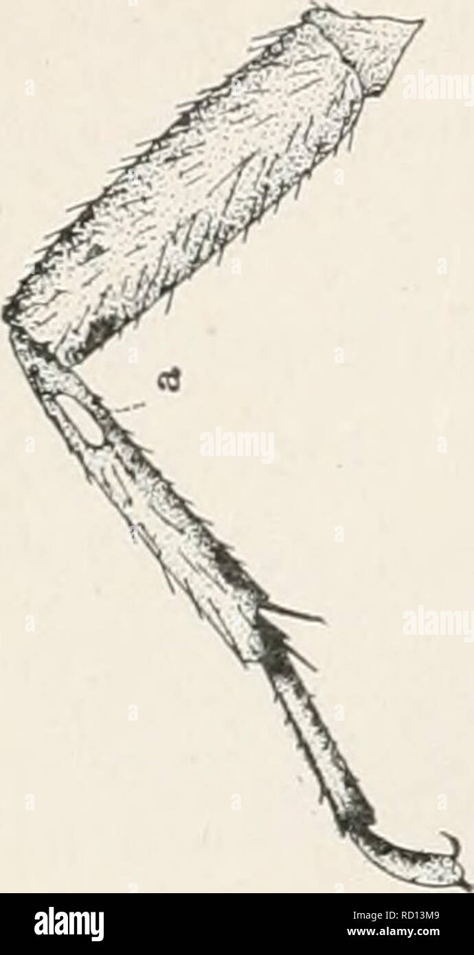 Tympanal organ hi-res stock photography and images - Alamy