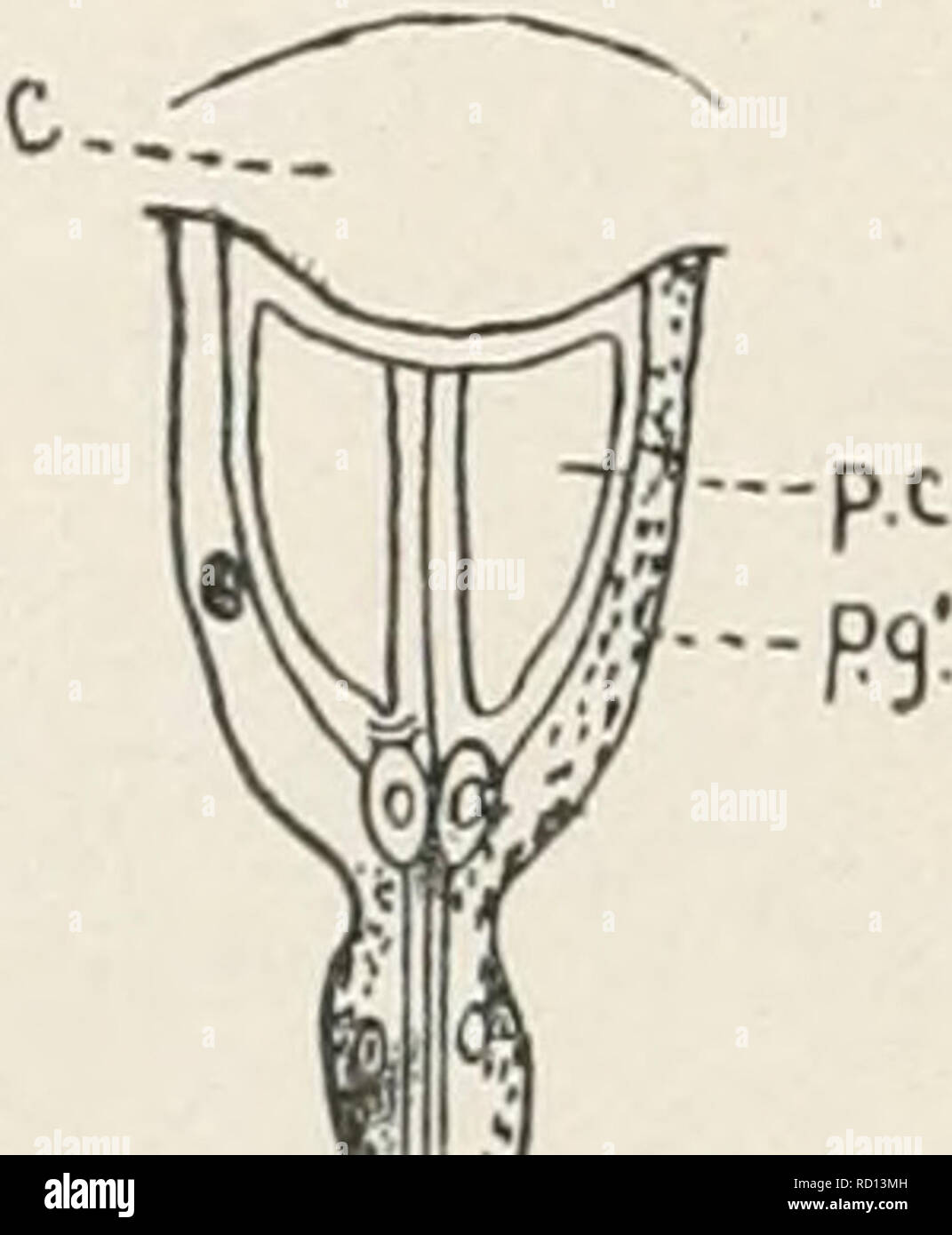Larva larvae insect larva insect larvae physiology development ...