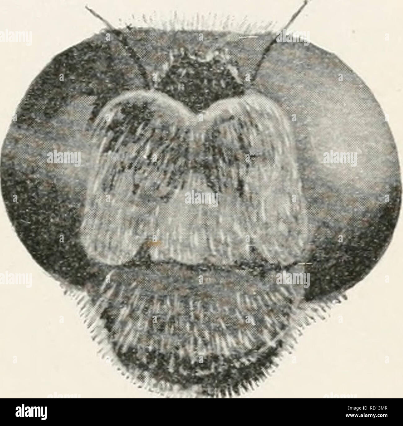 . Elementary studies in insect life. Insects. FIG. 25. Fragment of ...