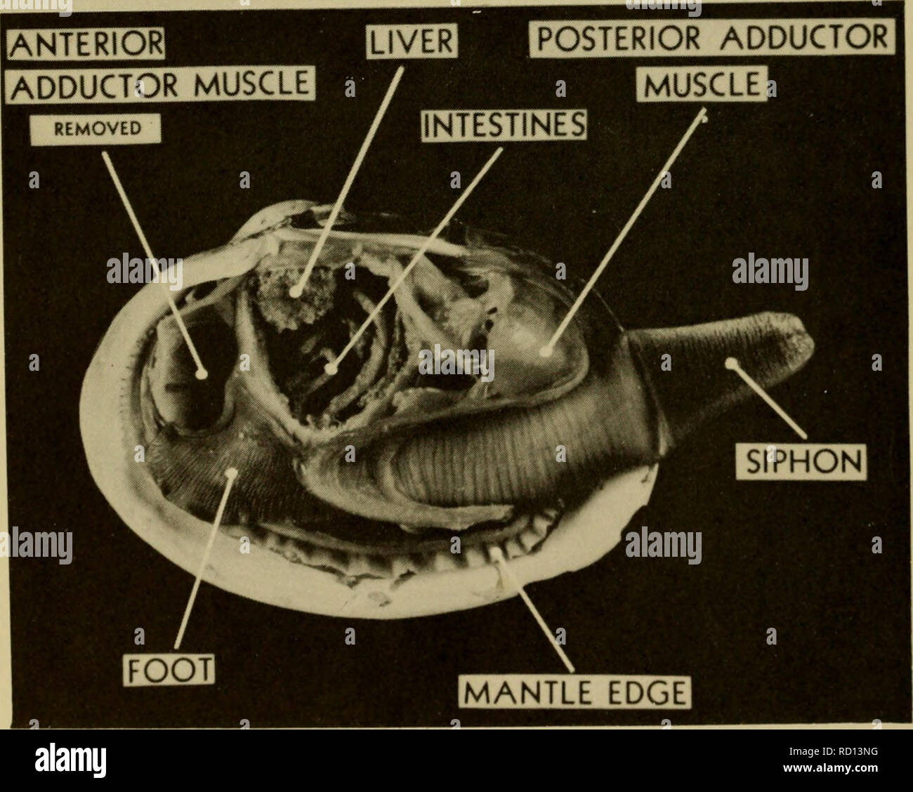 Mussel Anatomy