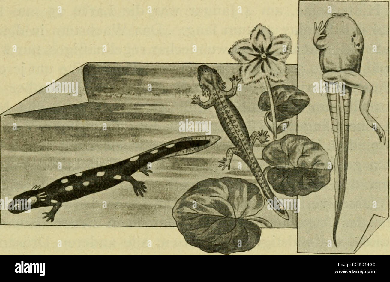 . Das Leben unserer heimischen Lurche und Kriech Tiere im Kreislaufe ...