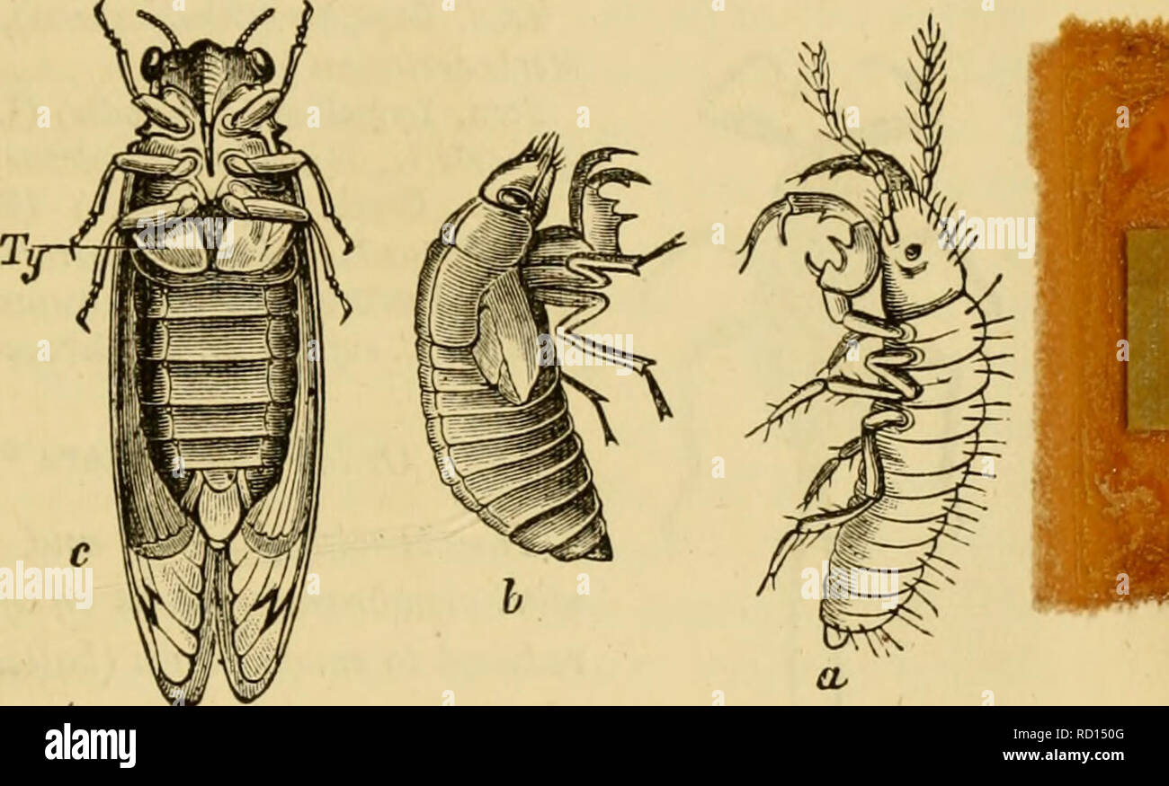 Trapezoidal wing hi-res stock photography and images - Alamy