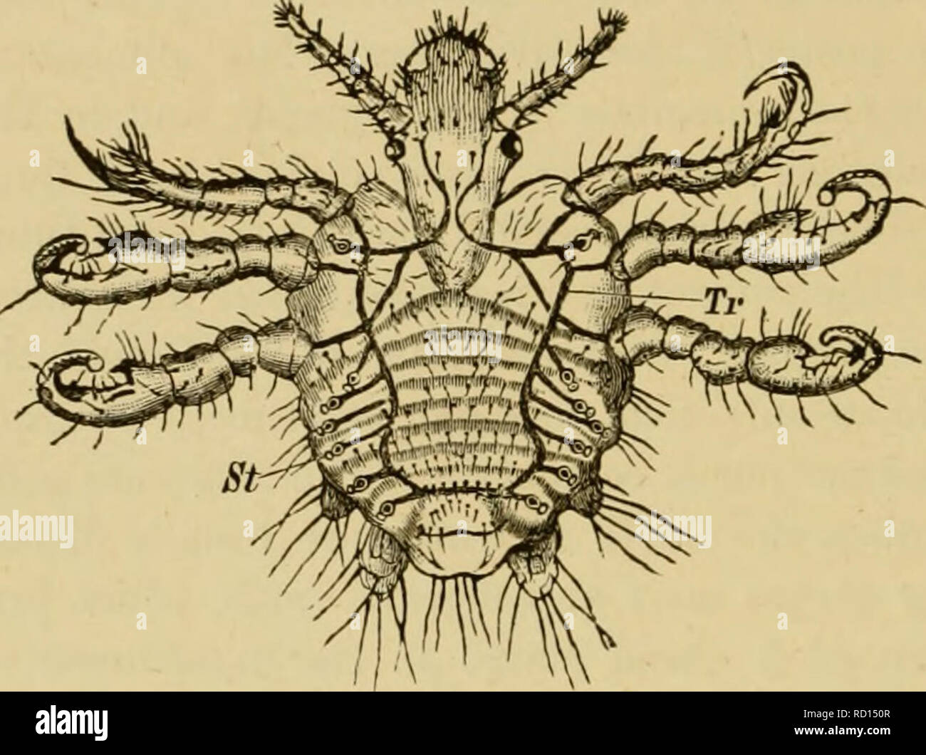 . Elementary text-book of zoology, general part and special part ...
