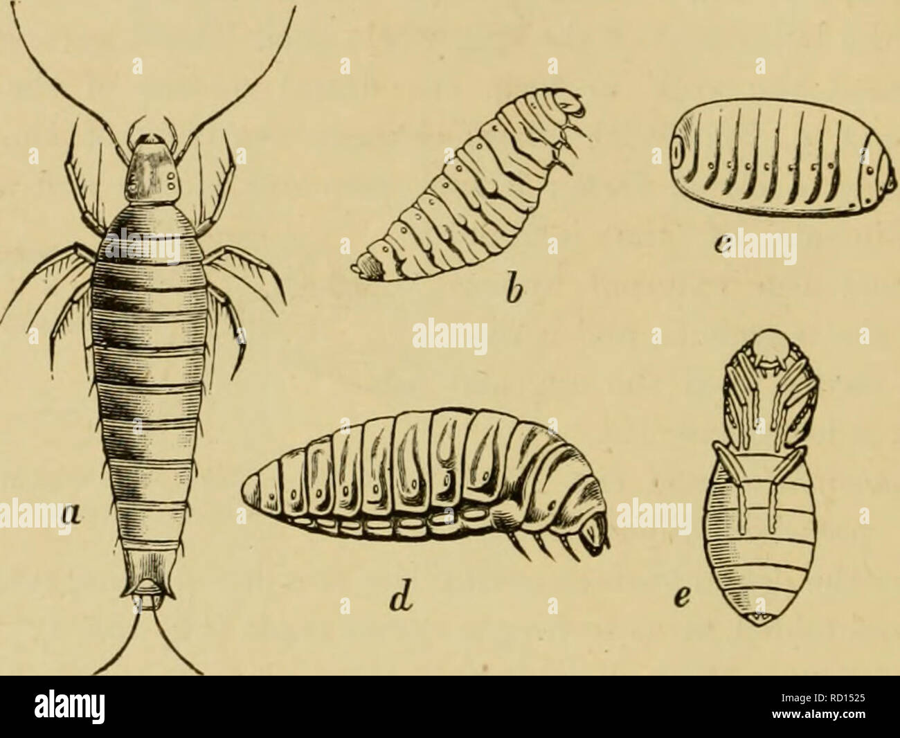 . Elementary text-book of zoology, general part and special part ...