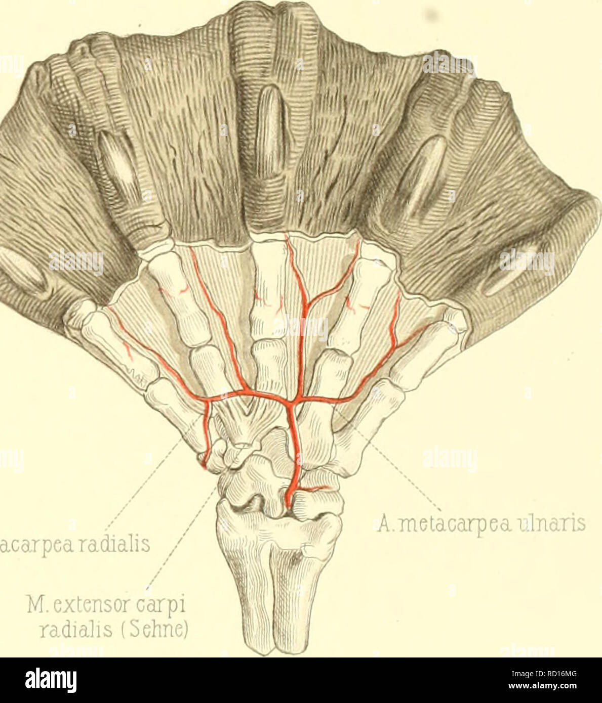 M extensor carpi ulnaris hi-res stock photography and images - Alamy
