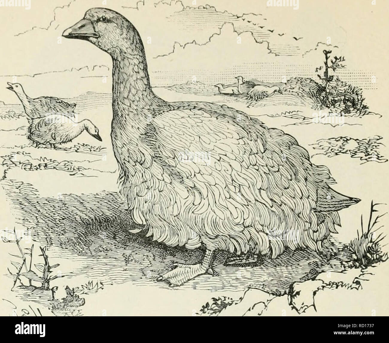 . Darwin, and after Darwin. An exposition of the Darwinian theory and a ...