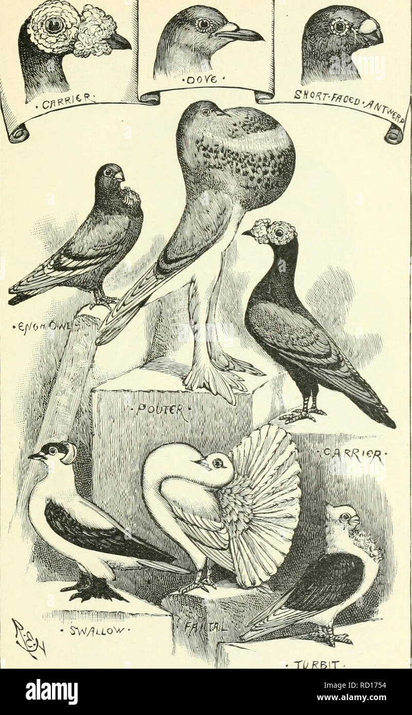 Pigeons darwin hi-res stock photography and images - Alamy