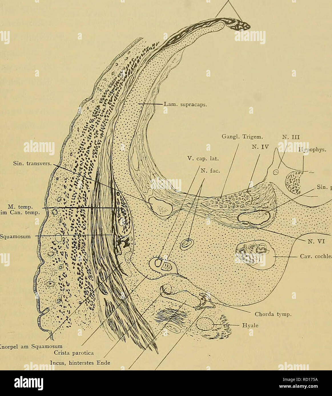 Canalis facialis hi-res stock photography and images - Alamy