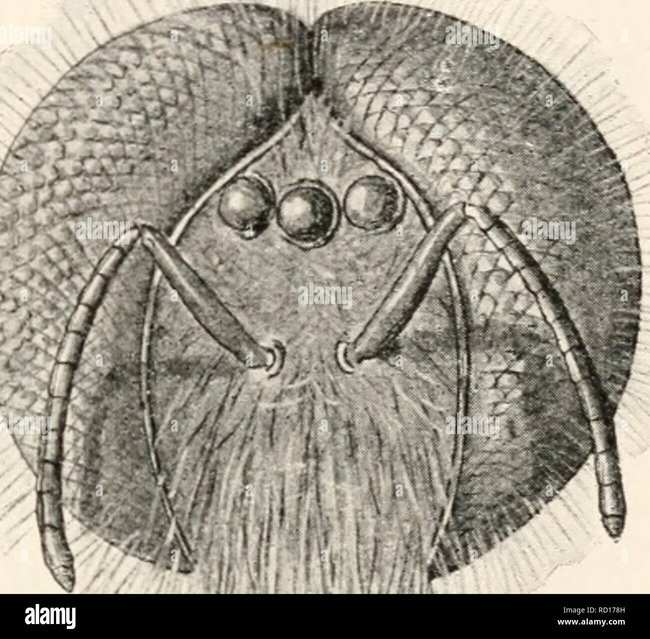 Insects Anatomy High Resolution Stock Photography and Images - Alamy