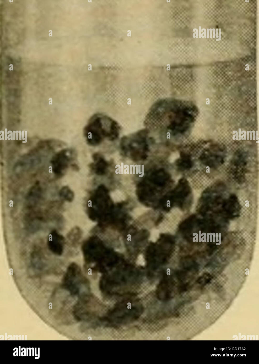 Bot fly larvae hi-res stock photography and images - Alamy