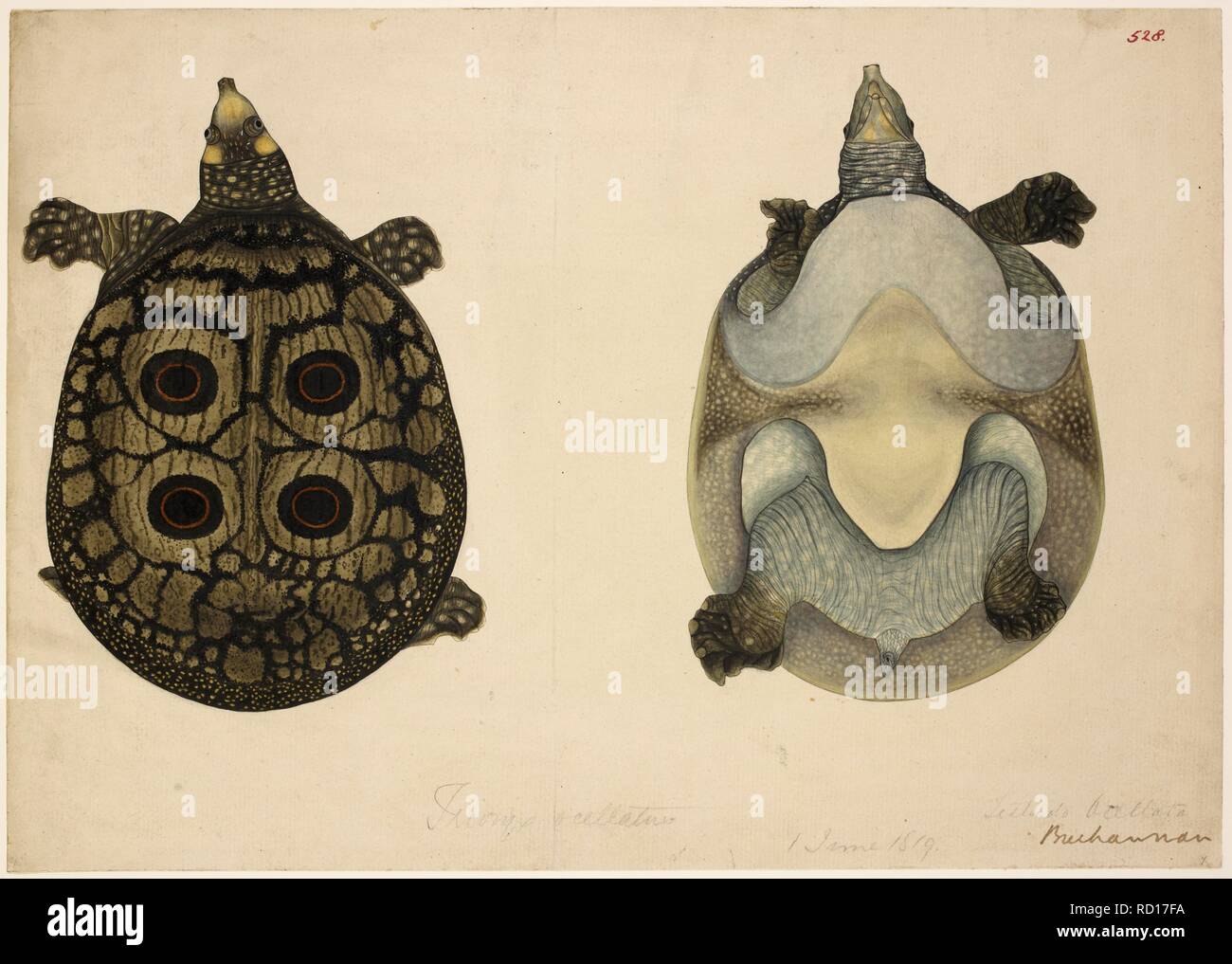 Leith's softshell turtle hi-res stock photography and images - Alamy