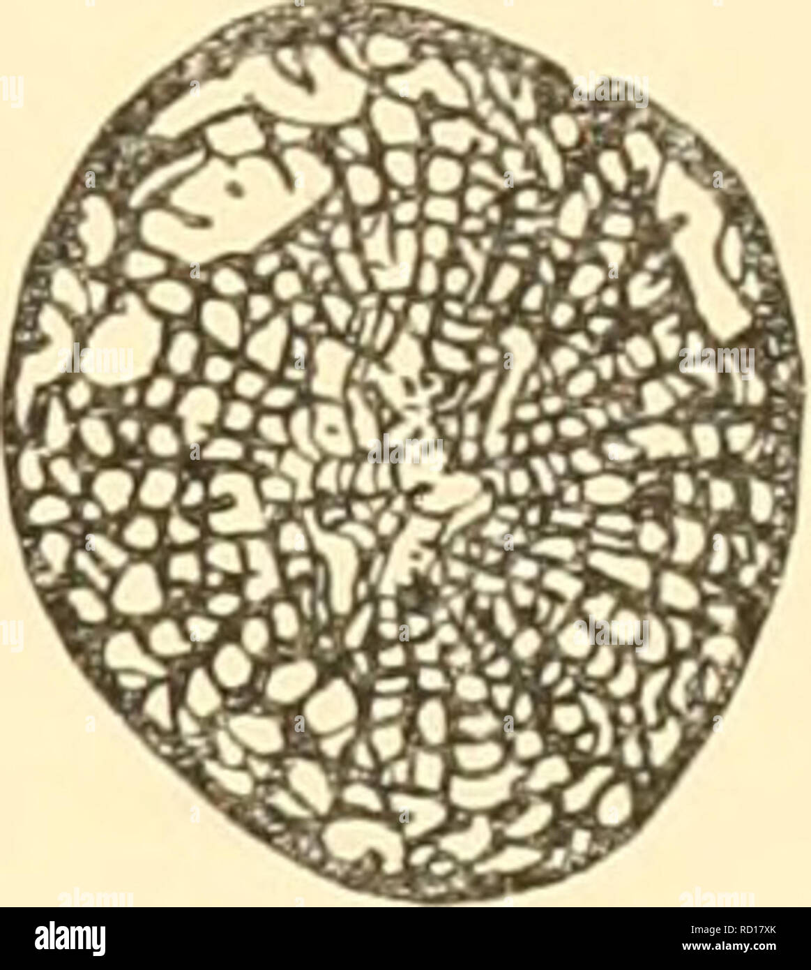 Cyathophyllum hi-res stock photography and images - Alamy