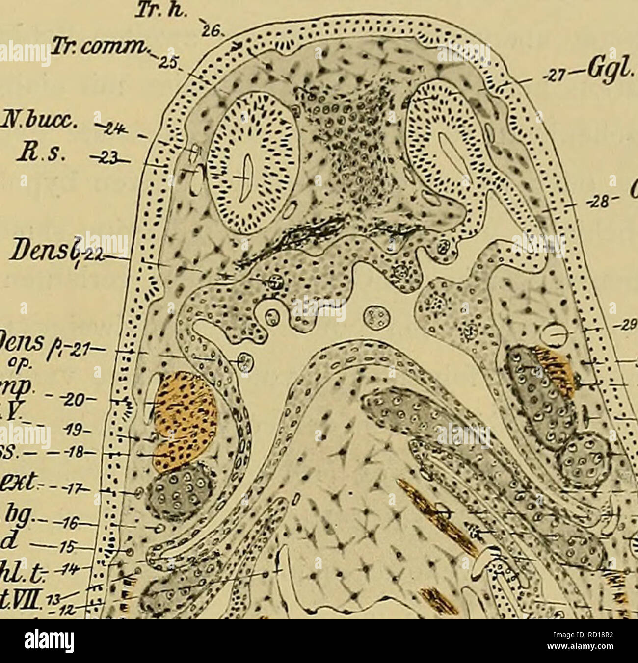 Trabekel hi-res stock photography and images - Alamy