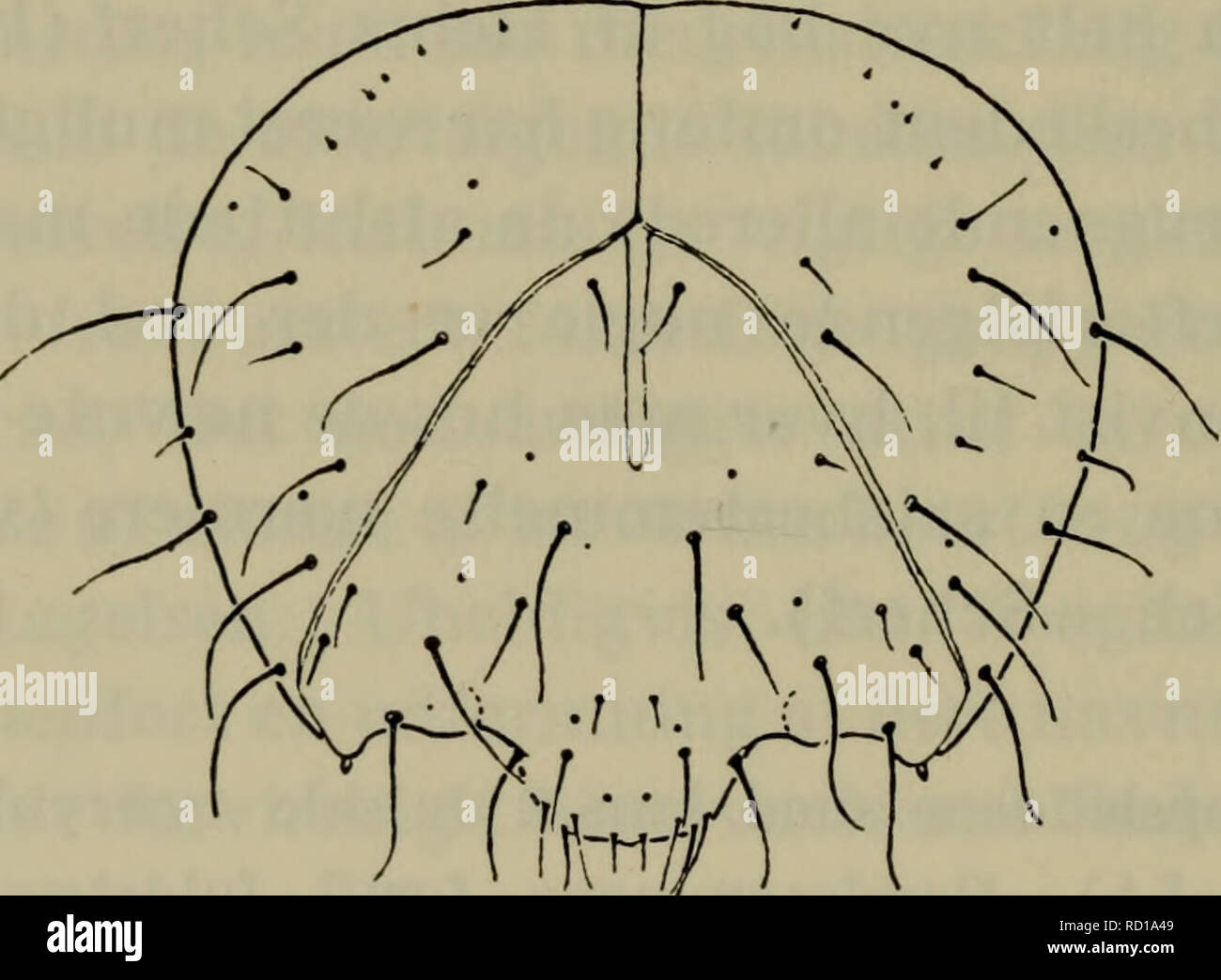 Nemonychidae hi-res stock photography and images - Alamy
