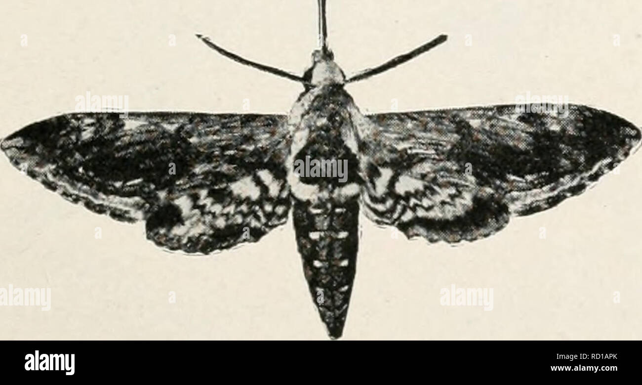 . Elementary studies in insect life. Insects. WEALTH OF INSECT LIFE 193 ...