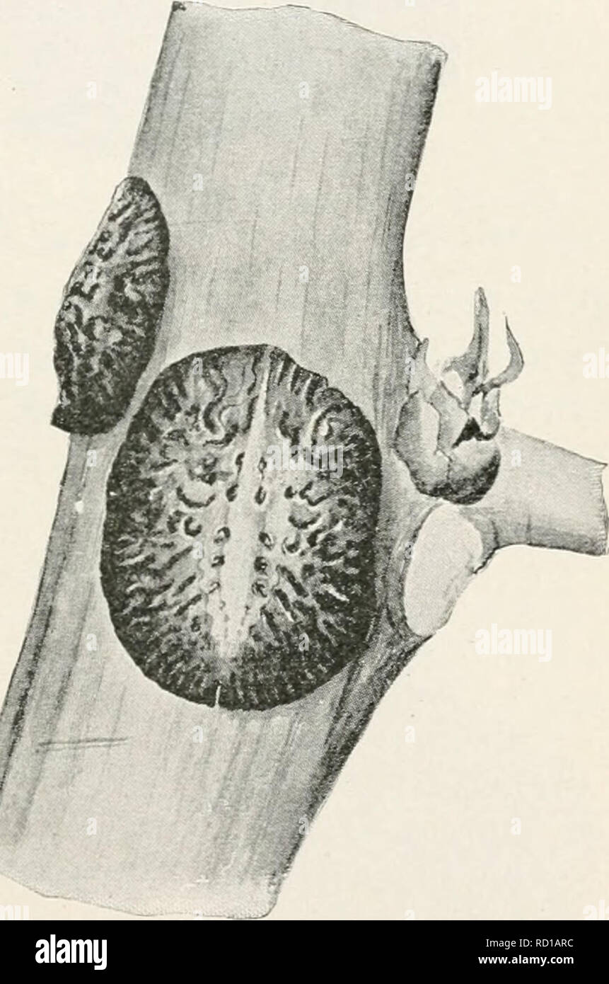 Kermes insects hi-res stock photography and images - Alamy