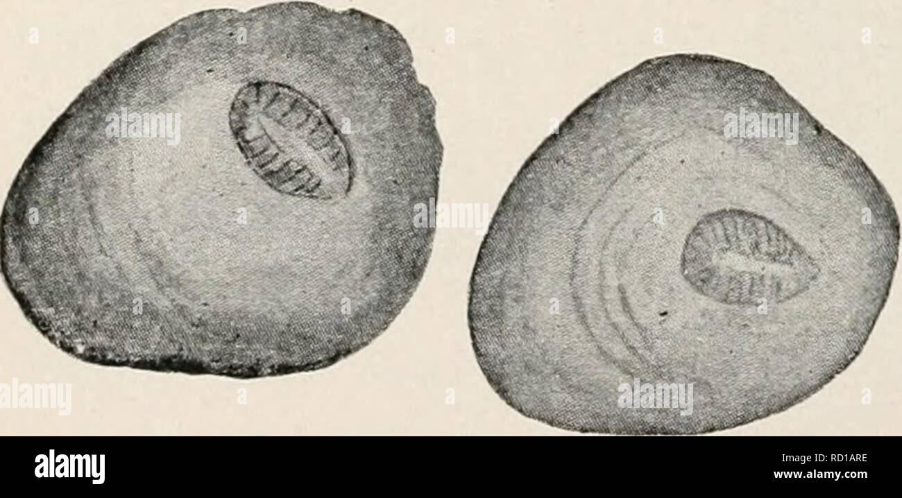 . Elementary studies in insect life. Insects. FIG. 153. Newly hatched ...