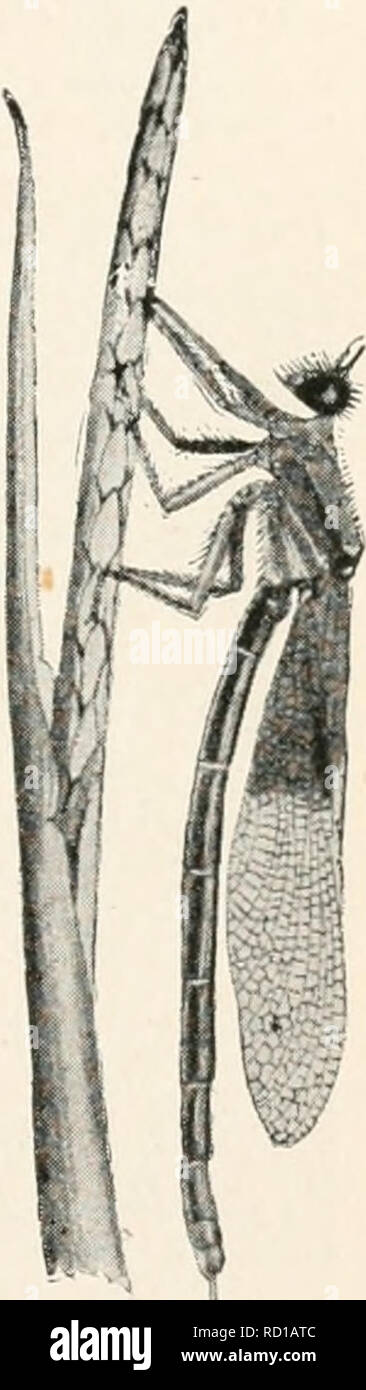 . Elementary studies in insect life. Insects. WEALTH OF INSECT LIFE 173 ...