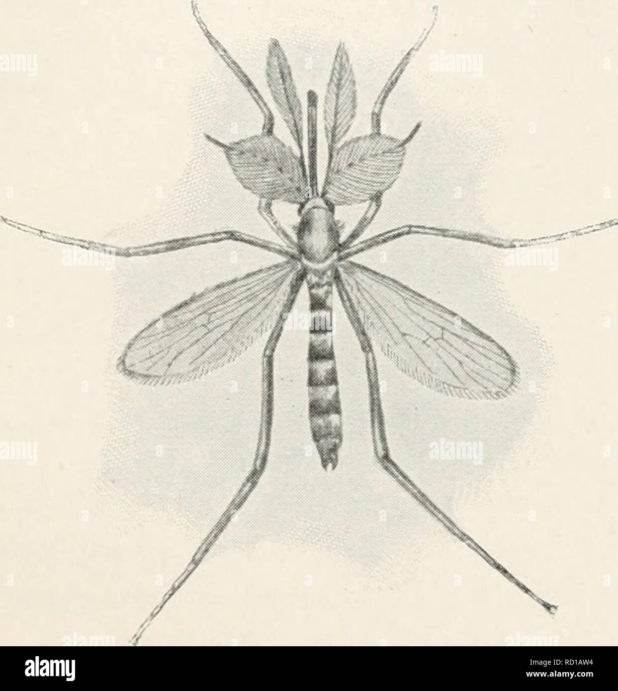 . Elementary studies in insect life. Insects. OUR FRIENDS AND FOES 157 ...