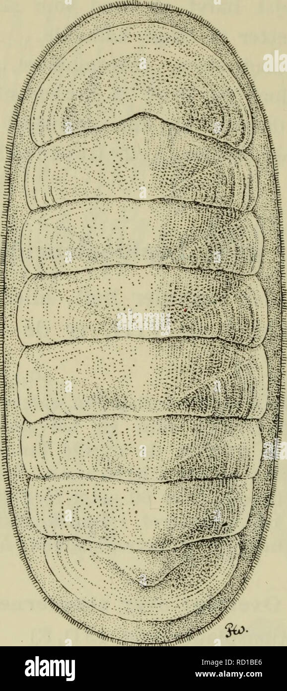 . Danmarks fauna; illustrerede haandbøger over den danske dyreverden ...