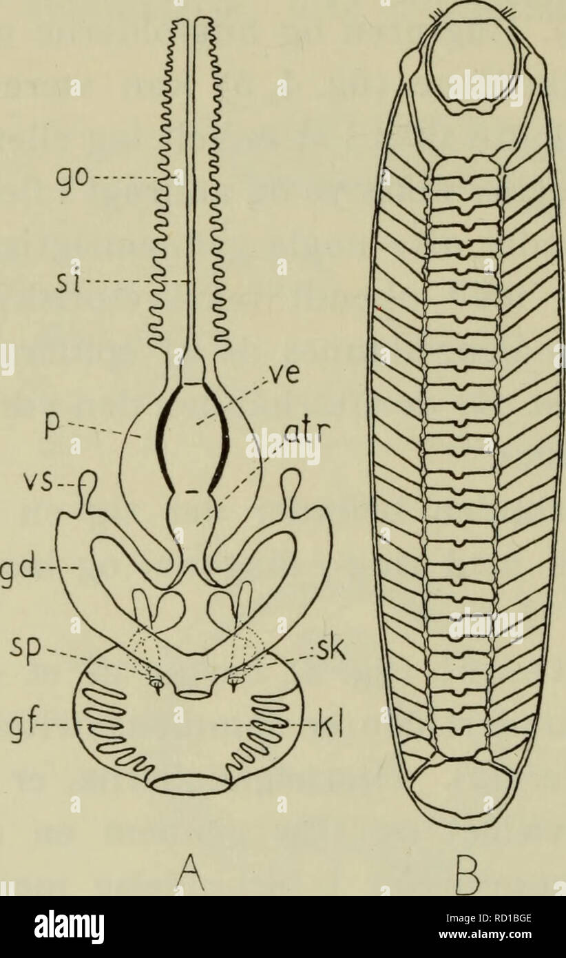 Aplacophora hi-res stock photography and images - Alamy