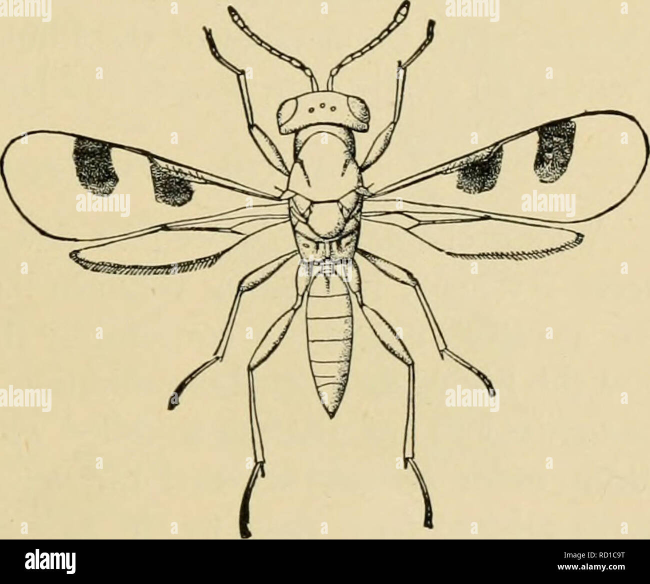. Elementary entomology. Entomology. Fig. 401. rteromalus piiparitm, a ...