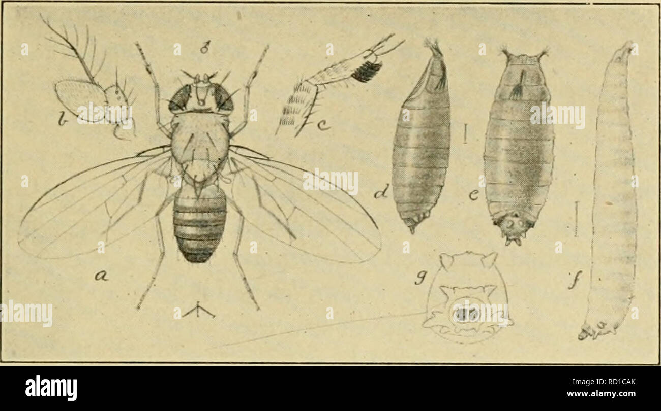 Trypetidae hi-res stock photography and images - Alamy