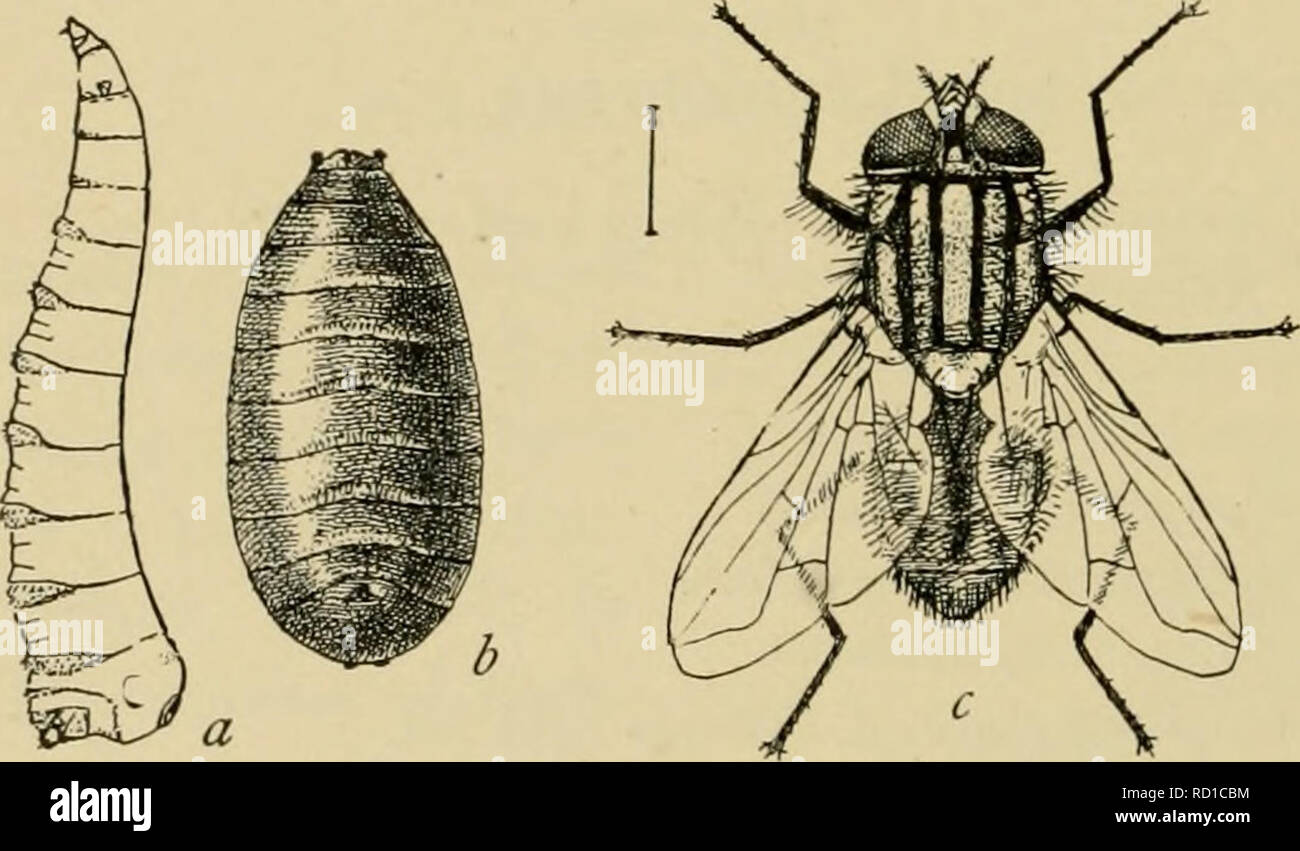 . Elementary entomology. Entomology. CHAPTER XIV FLIES, MOSQUITOES, AND ...