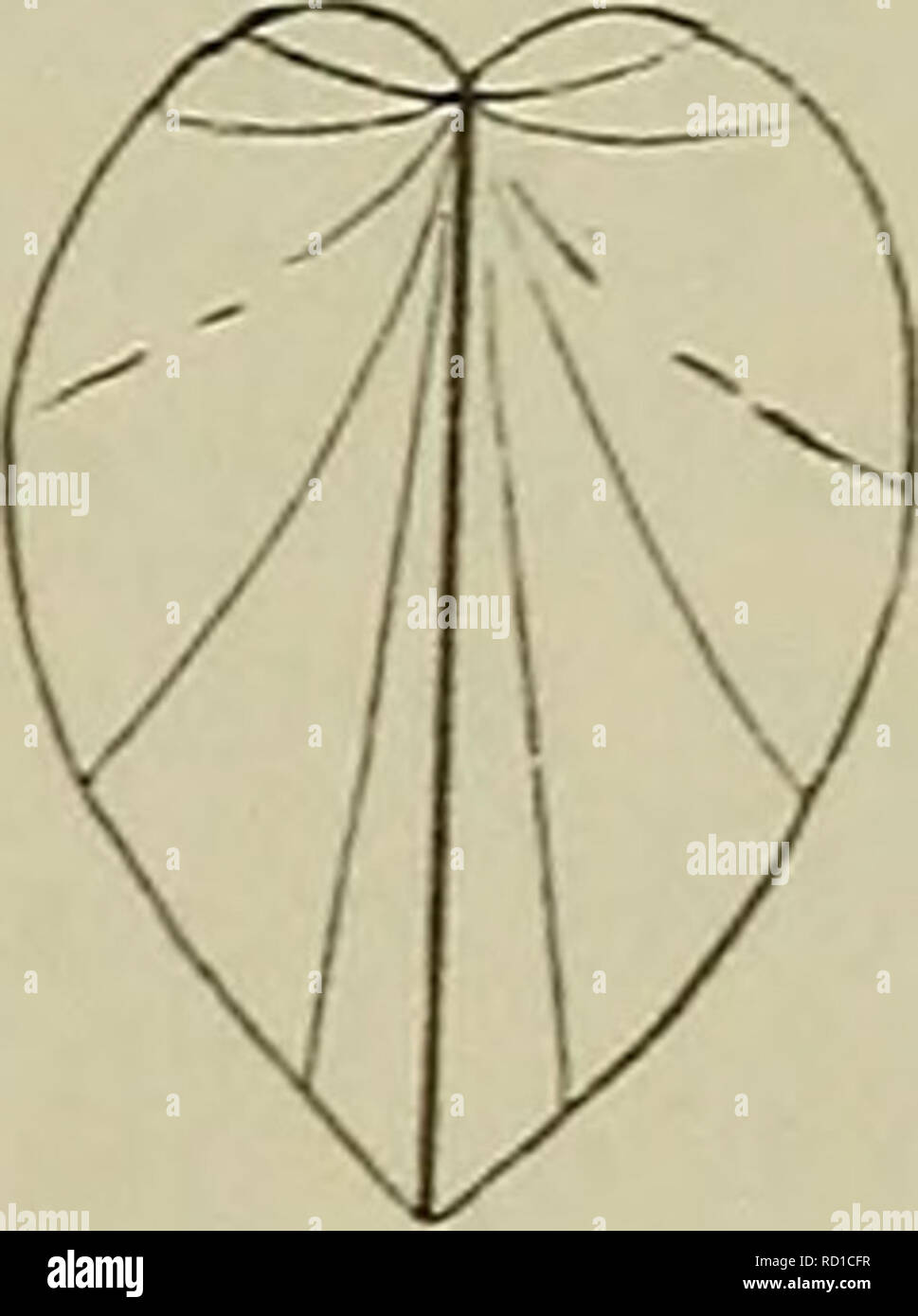 Sphaerium lacustre hi-res stock photography and images - Alamy